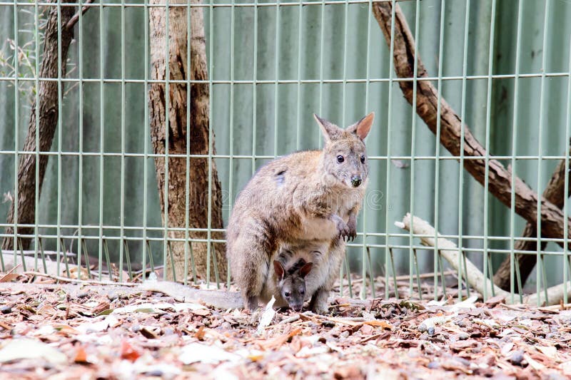 Kangoeroe stock afbeelding. Image of wolk, kangoeroe - 102400639