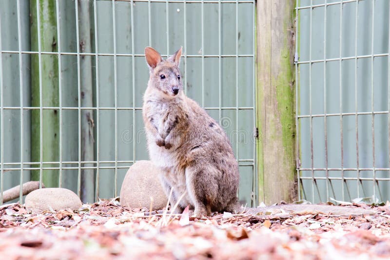 Kangoeroe stock afbeelding. Image of grijs, zoogdier - 102400649