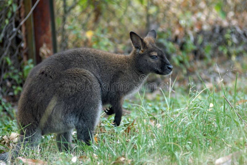 KANGAROE stock afbeelding. Image of ozzie, australisch - 11858635