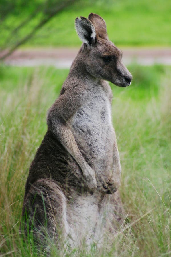 Kangoeroe met joey stock foto. Image of fauna, wild, dieren - 691316
