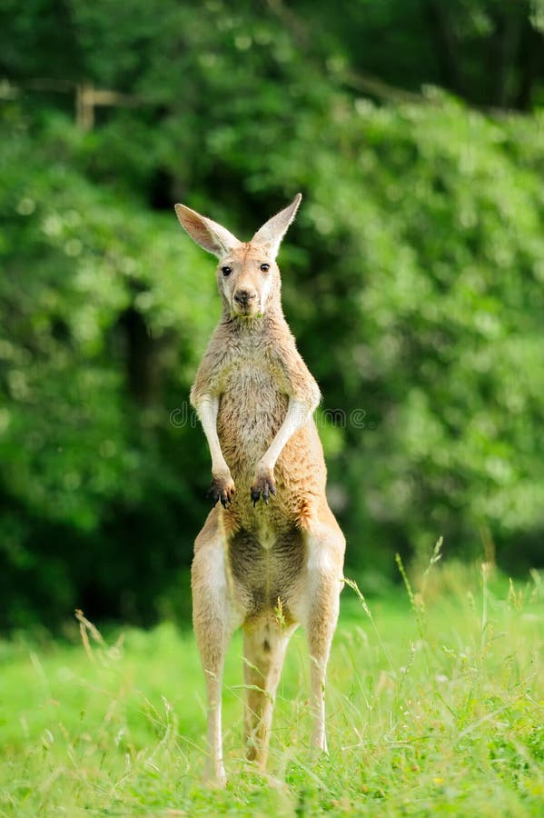 Kangoeroe stock afbeelding. Image of jong, wijfje, australisch - 28193619