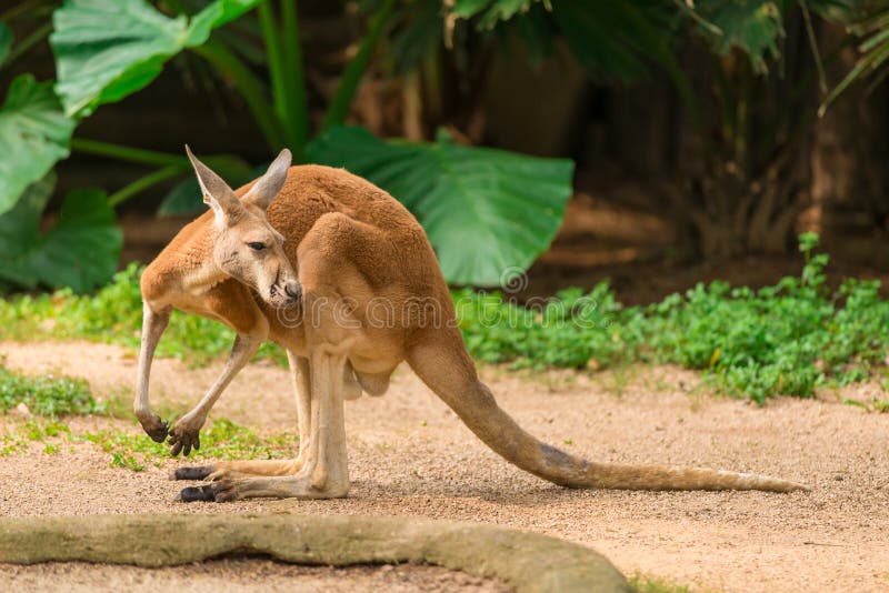 Kangoeroe stock foto. Image of joch, buidel, dier, grijs - 33871004
