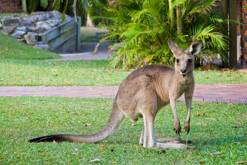 Kangoeroefamilie Op Het Strand Stock Afbeelding - Image of queensland ...