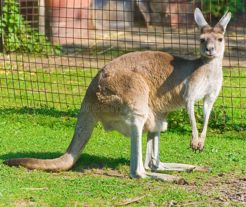 KANGOEROE stock afbeelding. Image of zand, buidel, australiër - 778537