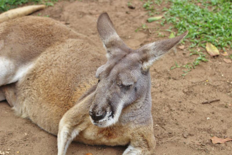 Kangoeroe stock foto. Image of beschermd, park, irwin - 99563764