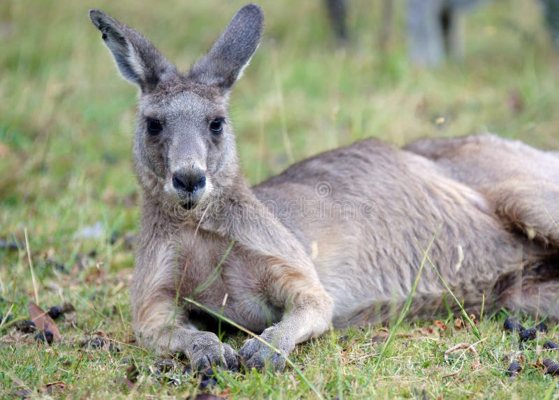 Vrouwelijke Kangoeroe Die - Ontspannen - Close-up Stock Foto - Image of ...