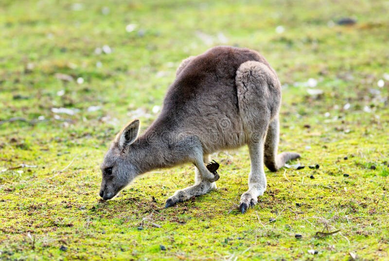 Kangoeroe in de wildernis stock foto. Image of grijs - 20609712