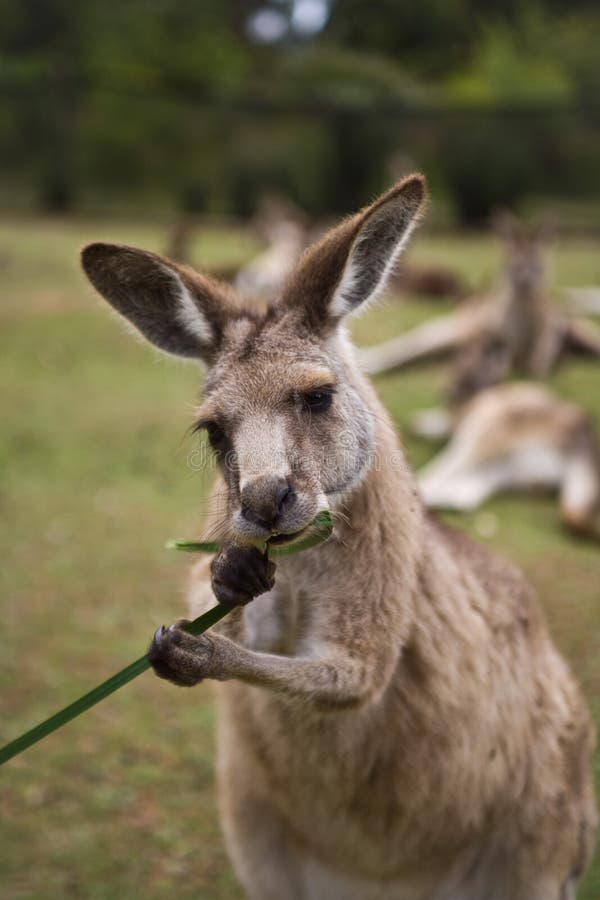 Kangoeroe die gras eet stock afbeelding. Image of snuit - 19563761