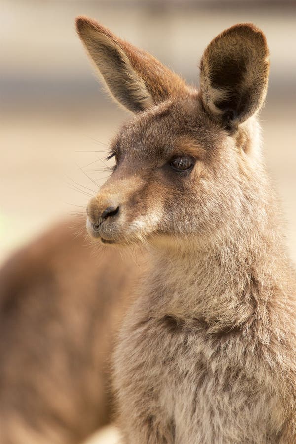 Kangoeroe in dierentuin stock foto. Image of australisch - 64660996