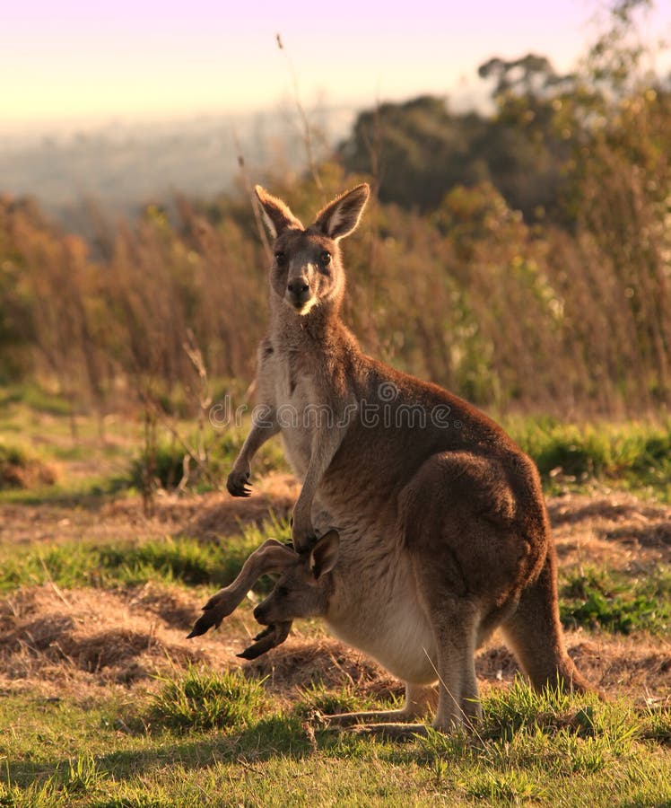 Vrouwelijke Kangoeroe Met Joey Stock Foto - Image of kangoeroe, buiten ...