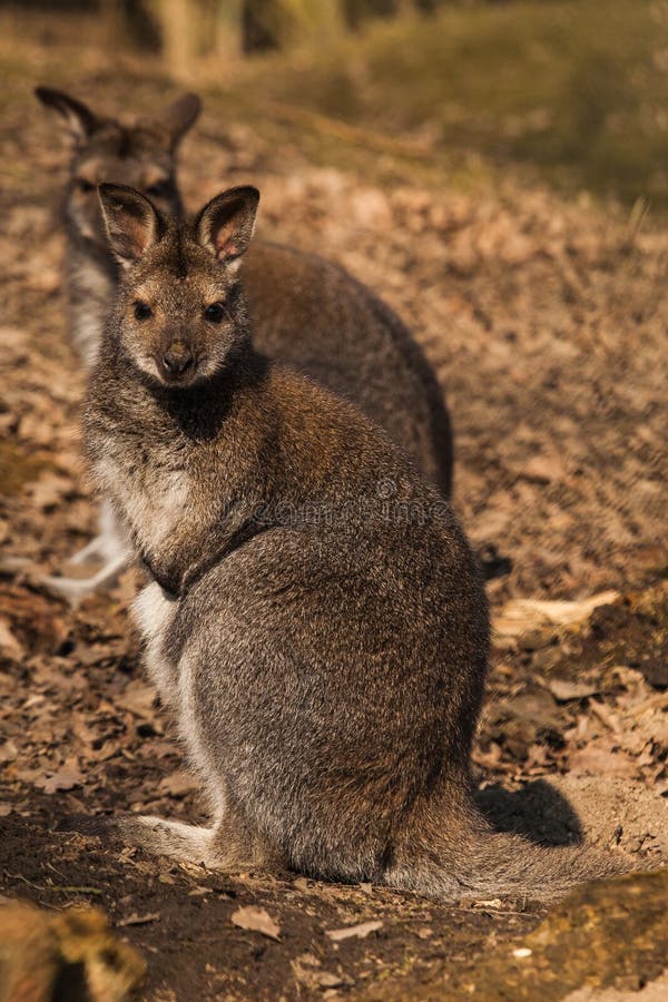 Twee Kleine Kangoeroes Op Grasgebied Stock Foto - Image of dier, gebied ...