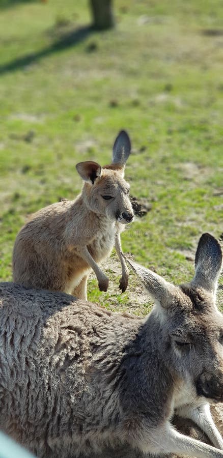 Kangoo stock image. Image of baby, nature, animal, kangoo - 115818377