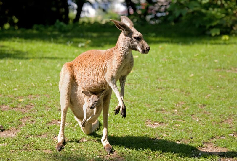 Kangourou photo stock. Image du créature, grand, nature - 32965080