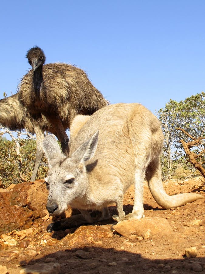 Kangourou, Australie image stock. Image du mammifère - 65762897