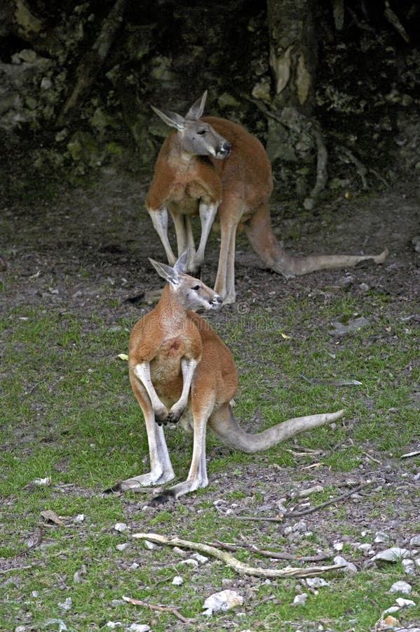 KANGOUROU ROUX Macropus Rufus Stock Photo - Image of wildlife, kangaroo ...