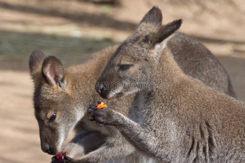 Kangourous Mangeant Du Fruit Image stock - Image du australie, habitat ...
