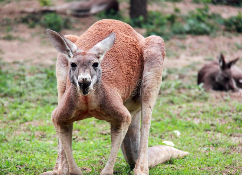 Canguru Que Olha O Na Grama Imagem de Stock - Imagem de cute, céu: 62226861