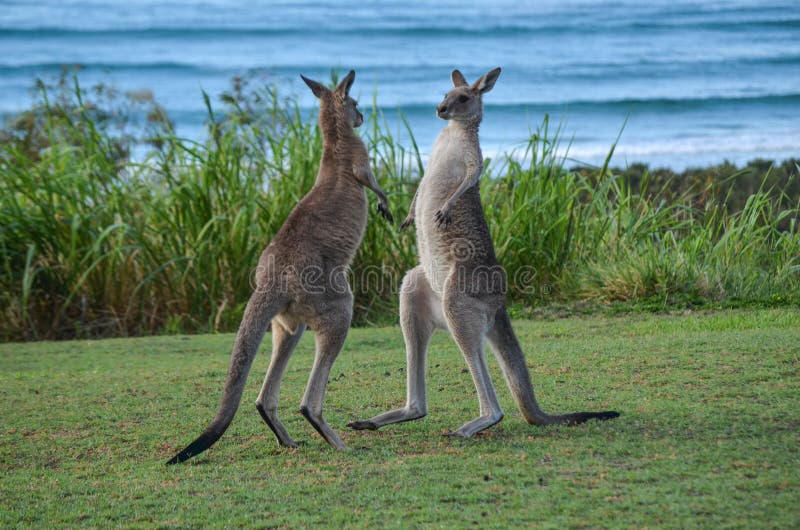 Bokserscy Kangury - Australia Obraz Stock - Obraz złożonej z kangur ...