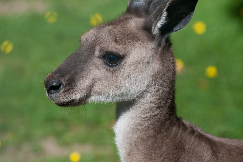 Czerwonego Kangura żeński Zbliżenie (Macropus Rufus) Obraz Stock ...