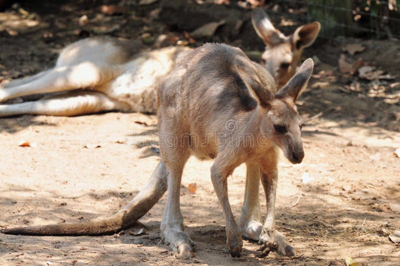 Kangura popielaty western zdjęcie stock. Obraz złożonej z terytorium ...