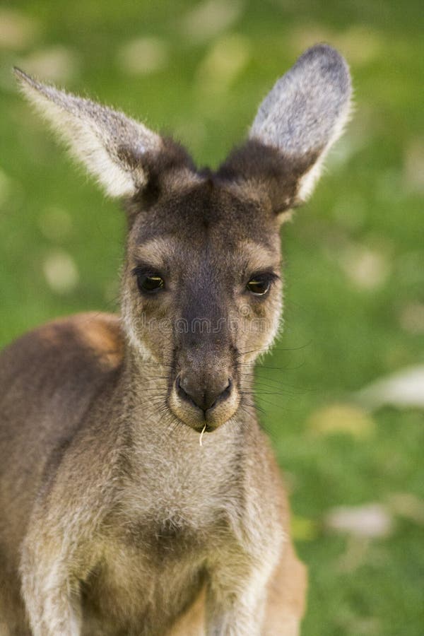 Kanguro Hermoso Al Aire Libre Perth Australia Agradable Imagen de ...