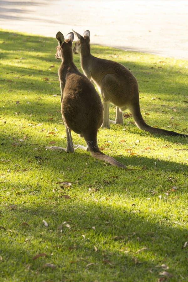Kanguro Hermoso Al Aire Libre Perth Australia Agradable Foto de archivo ...