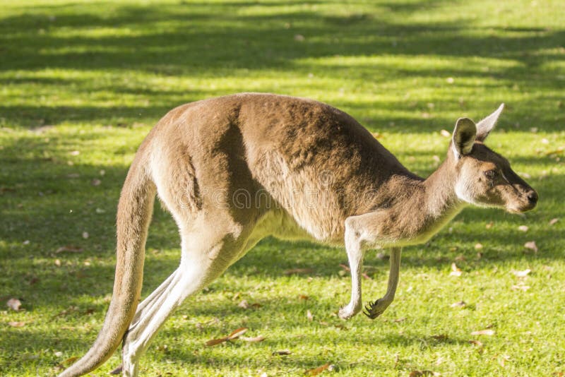 Kanguro Hermoso Al Aire Libre Perth Australia Agradable Foto de archivo ...