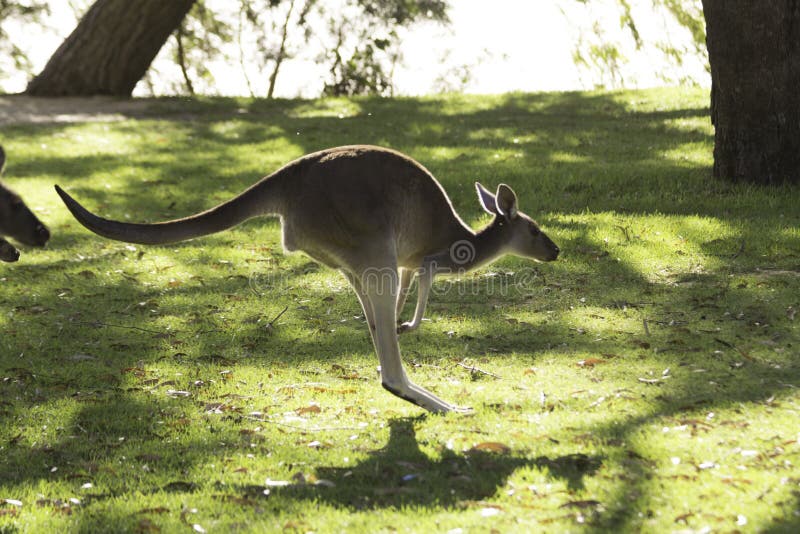 Kanguro Hermoso Al Aire Libre Perth Australia Agradable Foto de archivo ...
