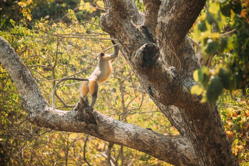 Kanica, Goa, India. Gray Langur Monkey Climbing on Branch of Tree Stock ...