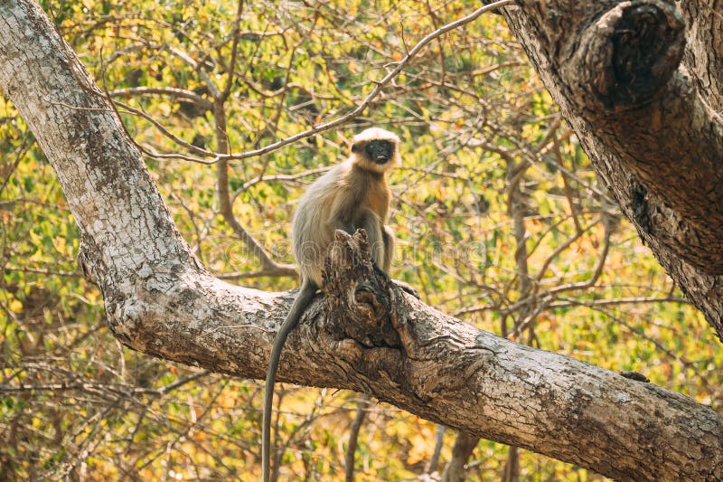 Kanica, Goa, India. Gray Langur Monkey Sitting on Branch of Tree Stock ...