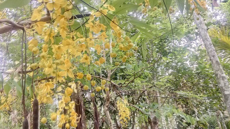 Kanikonna stock photo. Image of kanikonna, golden, beautyof - 117005690