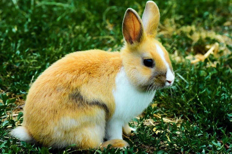 Kanin fotografering för bildbyråer. Bild av liten, sitt - 57748825
