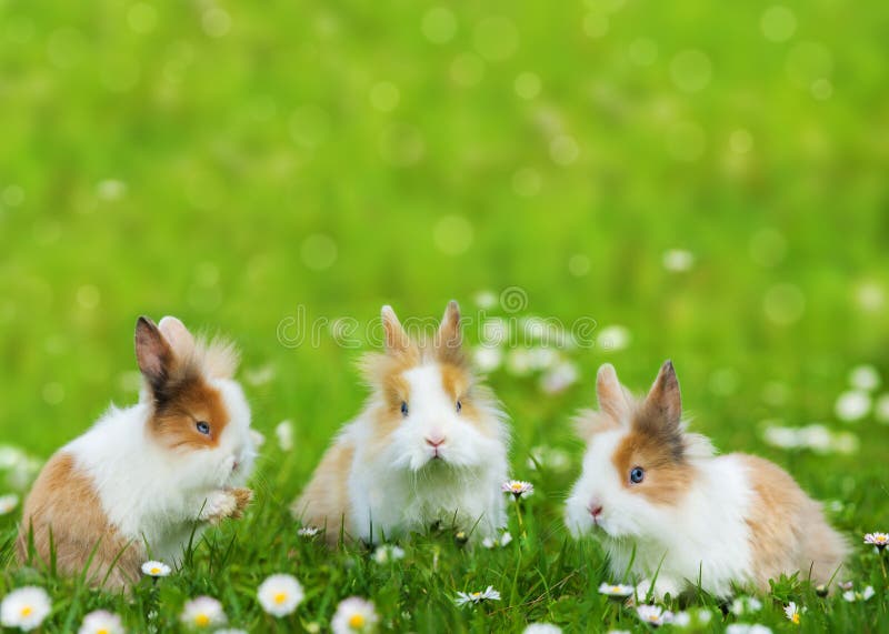 Drei Kaninchen Mit Ostern-Zeichen Stockfoto - Bild von kaninchen ...