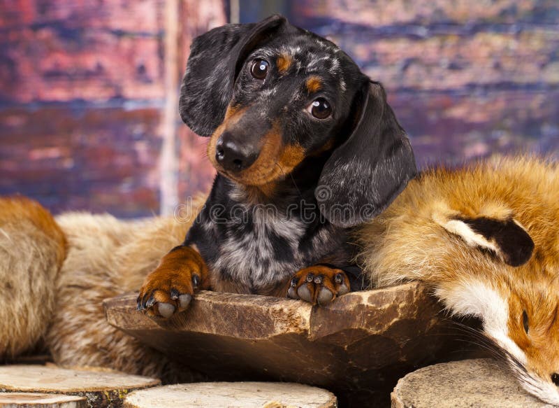 Kanintax och blommor arkivfoto. Bild av gräs, förälskelse - 85265660