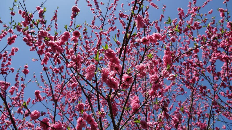 Kansai momo tree stock image. Image of famous, tower - 338484321