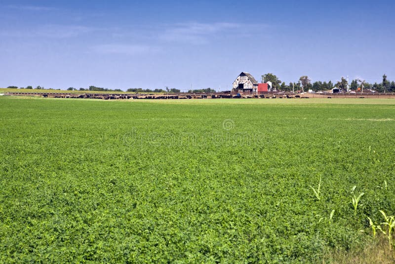 Kansas Cattle Farm stock photo. Image of farm, cattle - 6939338