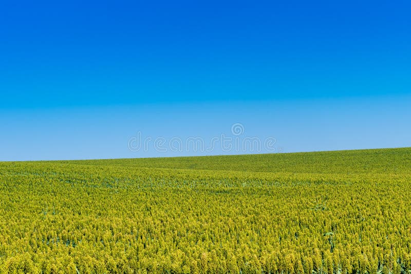 Kansas Fields of Grain and Sky Stock Photo - Image of gentle, pasture ...