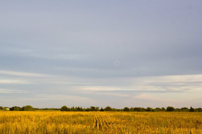 Kansas sky & field stock photo. Image of field, open - 65203244