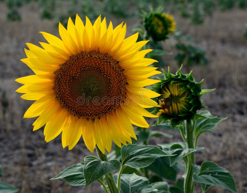Kansas Sunflower stock photo. Image of petals, plant - 21294574