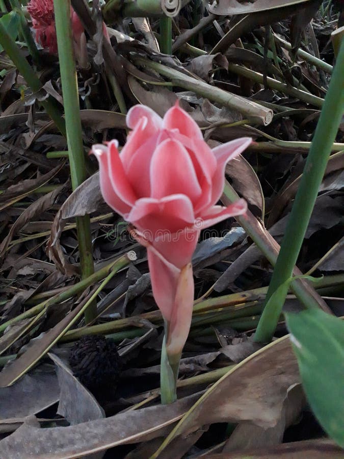 253 Kantan Stock Photos - Free & Royalty-Free Stock Photos from Dreamstime