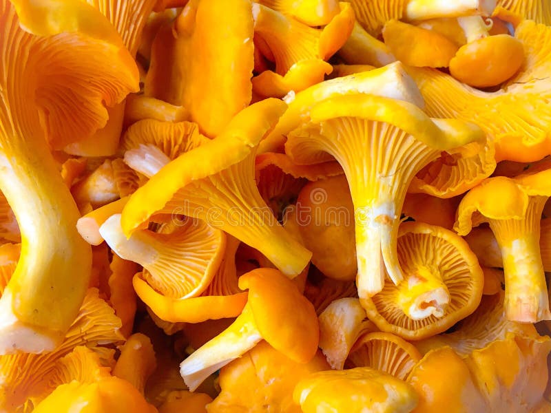 Kantareller arkivfoto. Bild av plockat, matlagning, nytt - 3360722
