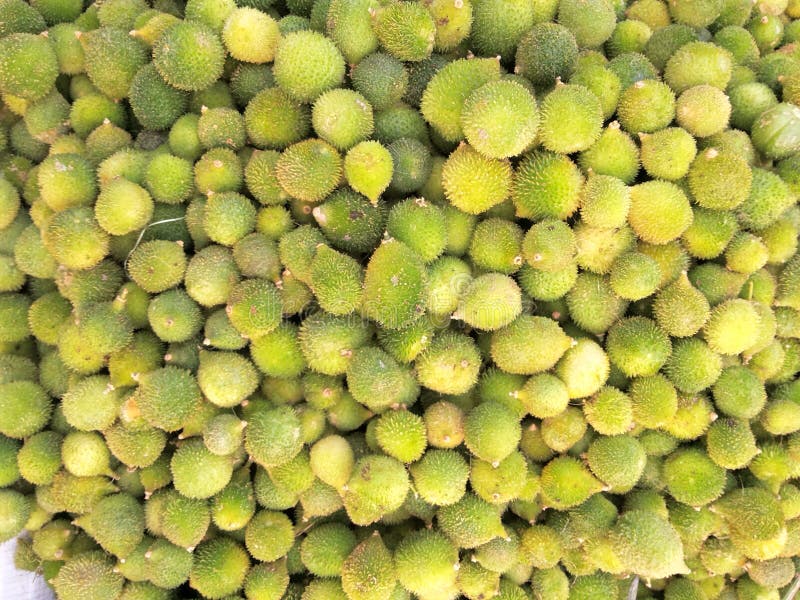 Kantola stock image. Image of kankoda, kantola, spinygourd - 61861149