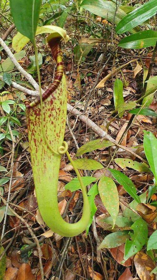 Kantong Semar in Its Habitat Stock Photo - Image of habitat, semar ...