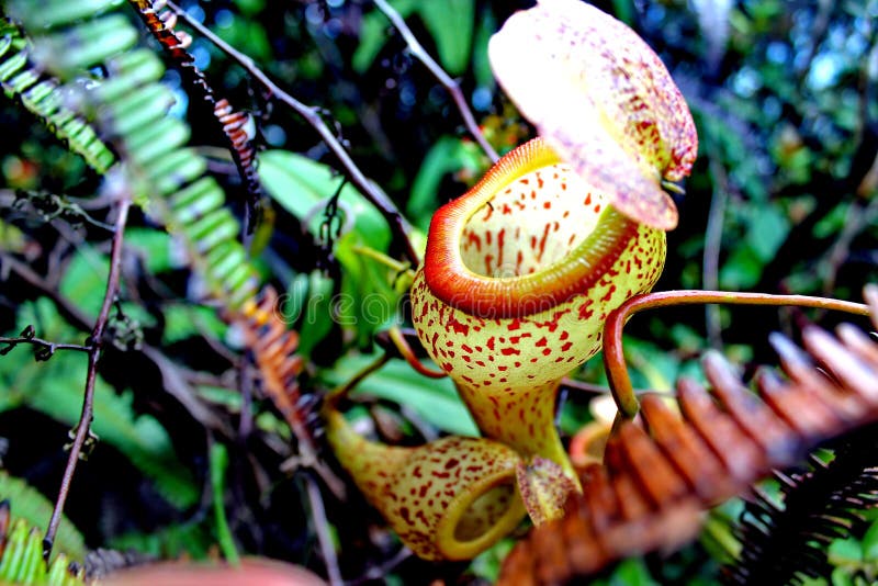 Kantong Semat Flower in Talang Mountain Editorial Photo - Image of ...
