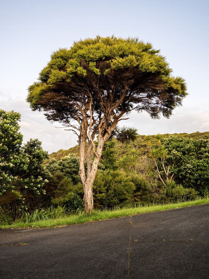 Kanuka Tea Tree Standing on the Side of the Road. Stock Photo - Image ...