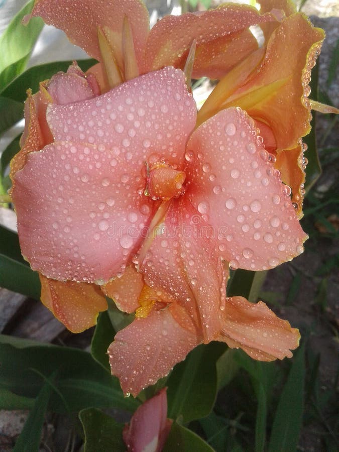 Kanwas Stock Photos - Free & Royalty-Free Stock Photos from Dreamstime