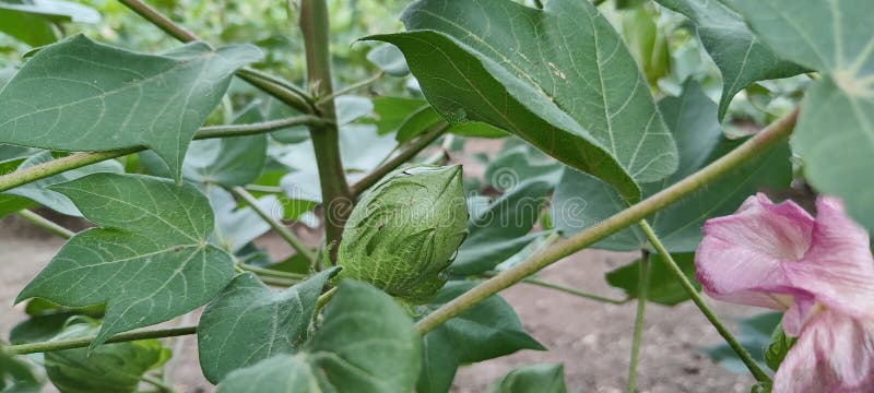 Kapas heart touching stock image. Image of wildflower - 254819307