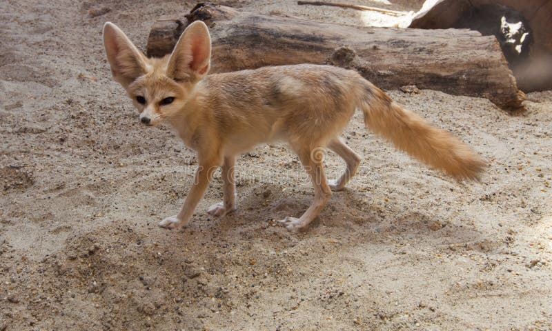 Kapfuchs Oder Silber-unterstützter Fuchs, Vulpes Chama, Grenzpark ...