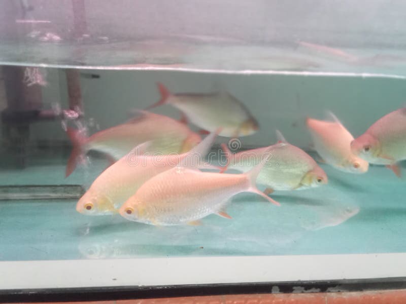 Kapiat Fish Stock Photos - Free & Royalty-Free Stock Photos from Dreamstime