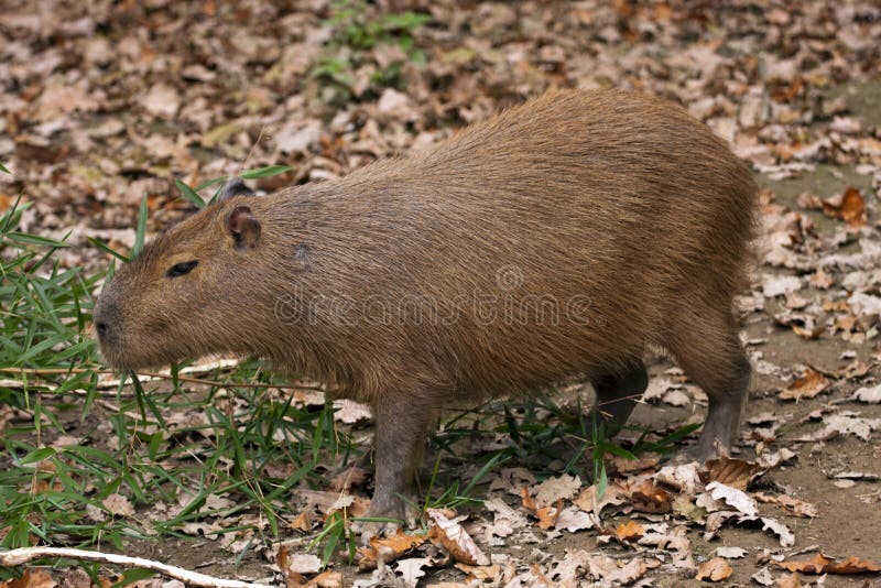 Kapibara stock image. Image of wildlife, mammal, forest - 16627107